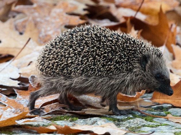 Igel auf Straße: Leben nicht wegen Ausweichmanöver riskieren