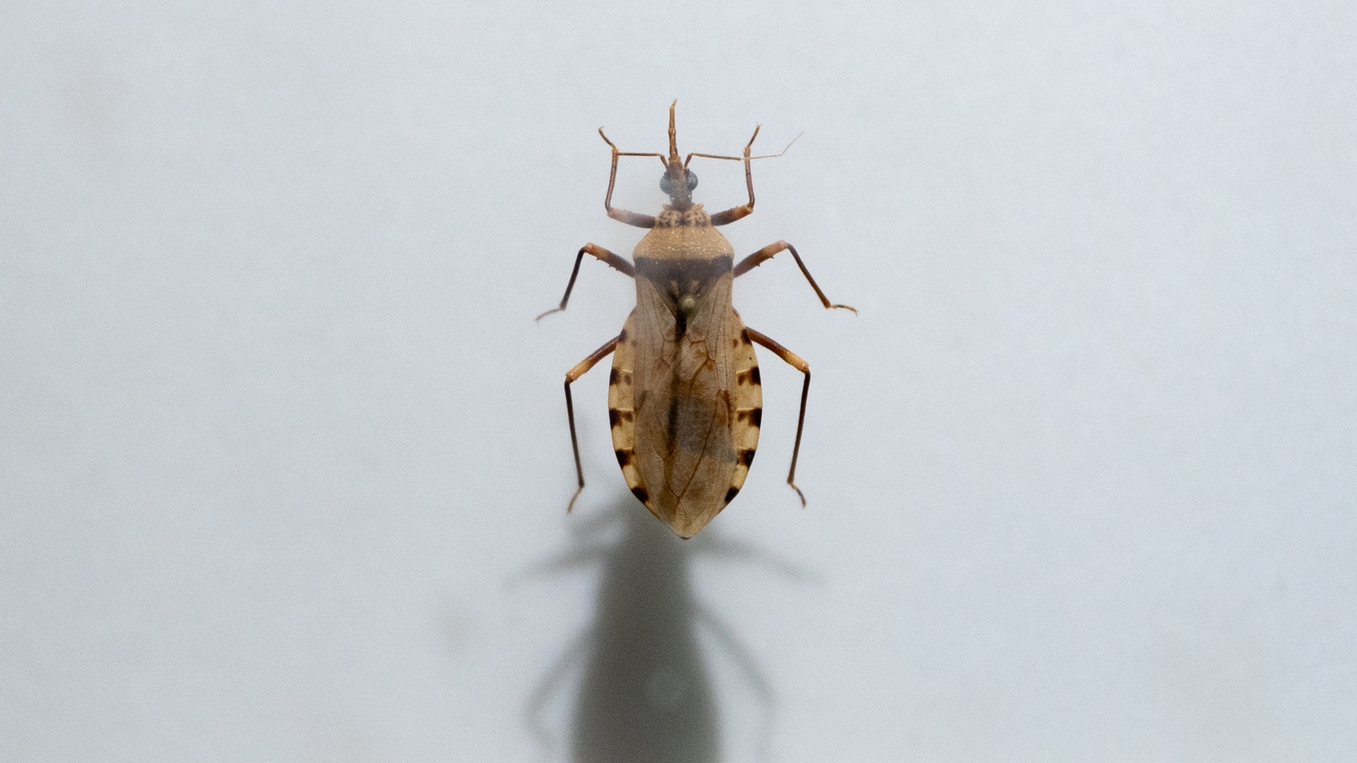 ‘Kissing bug' disease now an endemic in the US: CDC