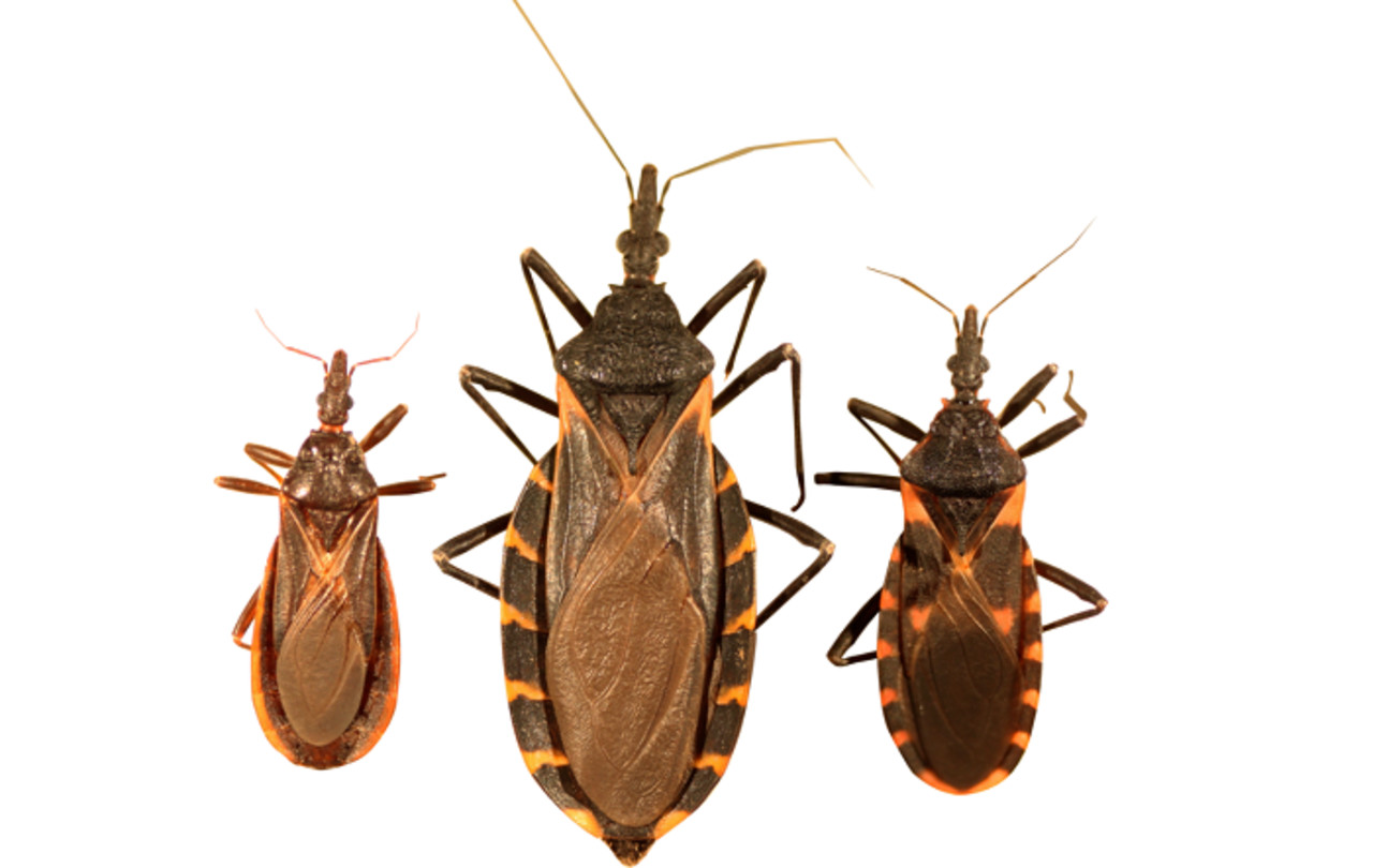 'Kissing bug' disease: Blood-sucking insect continues to spread through ...