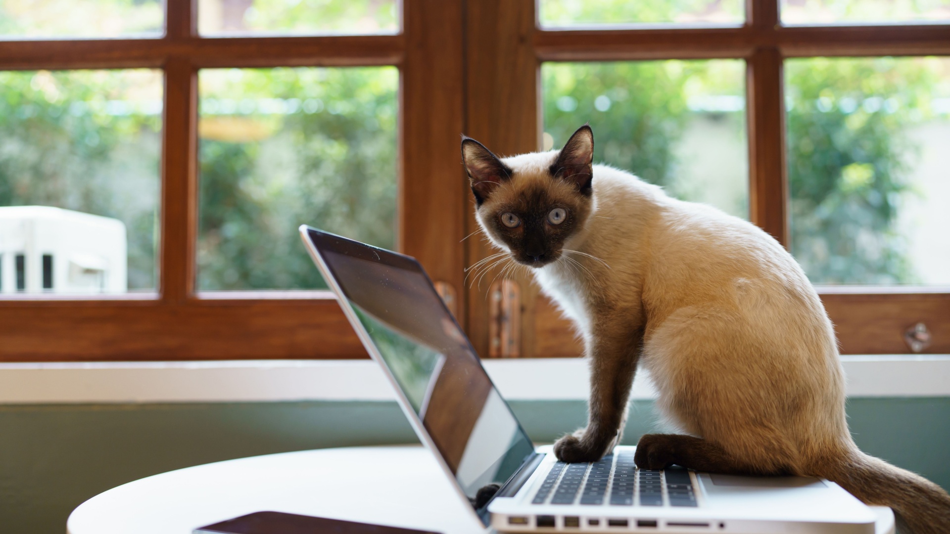 11 Cat Habits That Seem Creepy But Are Weirdly Sweet
