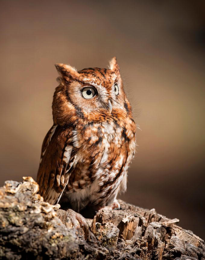 Screech-Owl Facts: Everything You Should Know