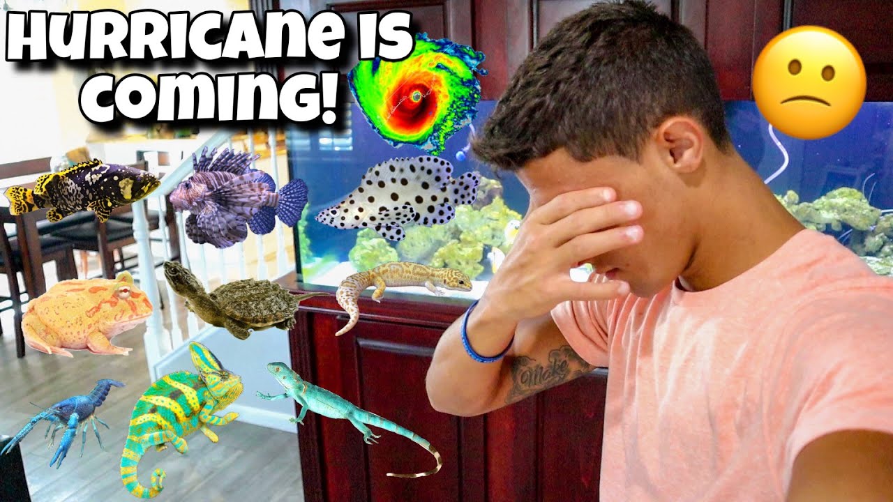 Preparing for hurricane Dorian! Saving my animals