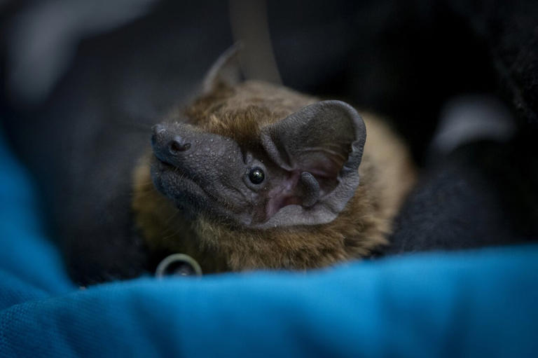 Bats use both sight and sound to hunt more efficiently in light ...