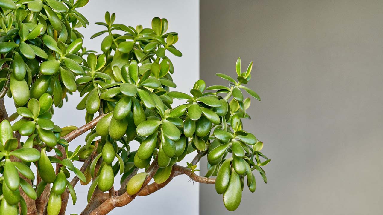 Where to Position a Jade Plant for Good Feng Shui