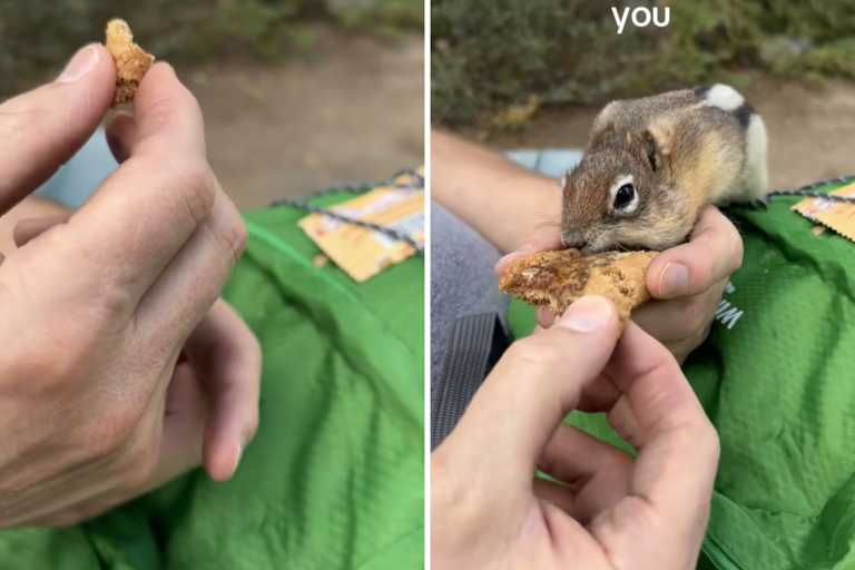 Millions watch moment squirrel "outsmarts" man on nature walk