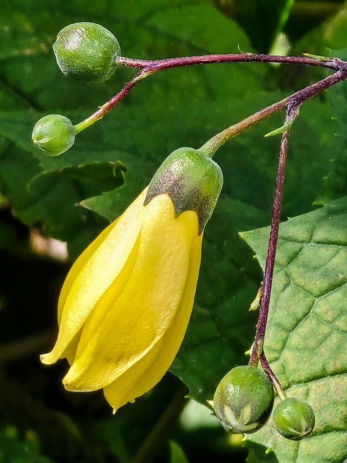 Top 10 Fall Blooming Perennials for Your Garden