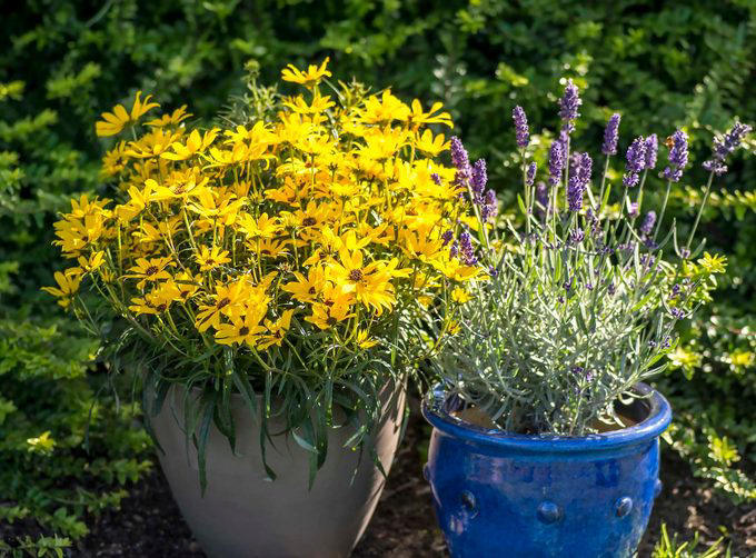 Top 10 Fall Blooming Perennials for Your Garden