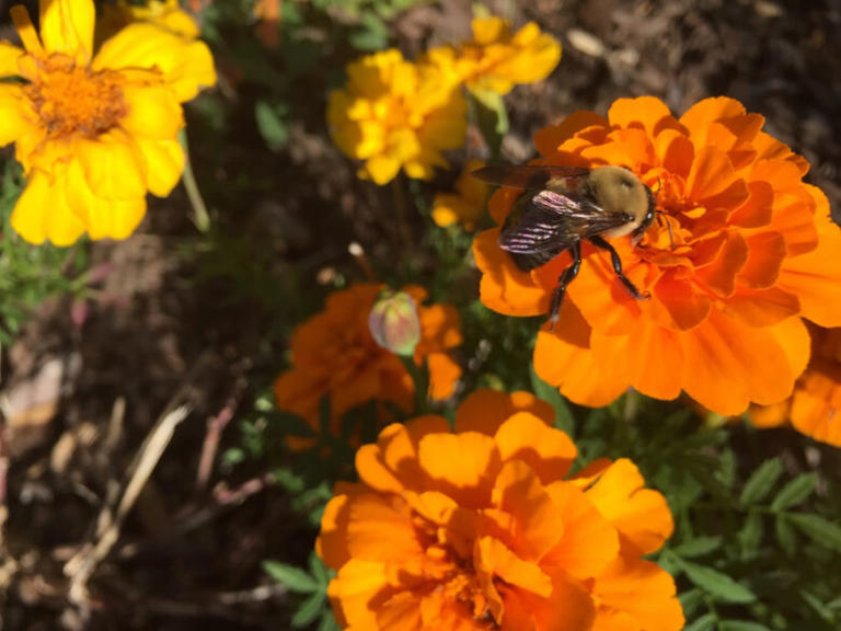 Save the bees: America’s top cities for pollinator-friendly landscaping