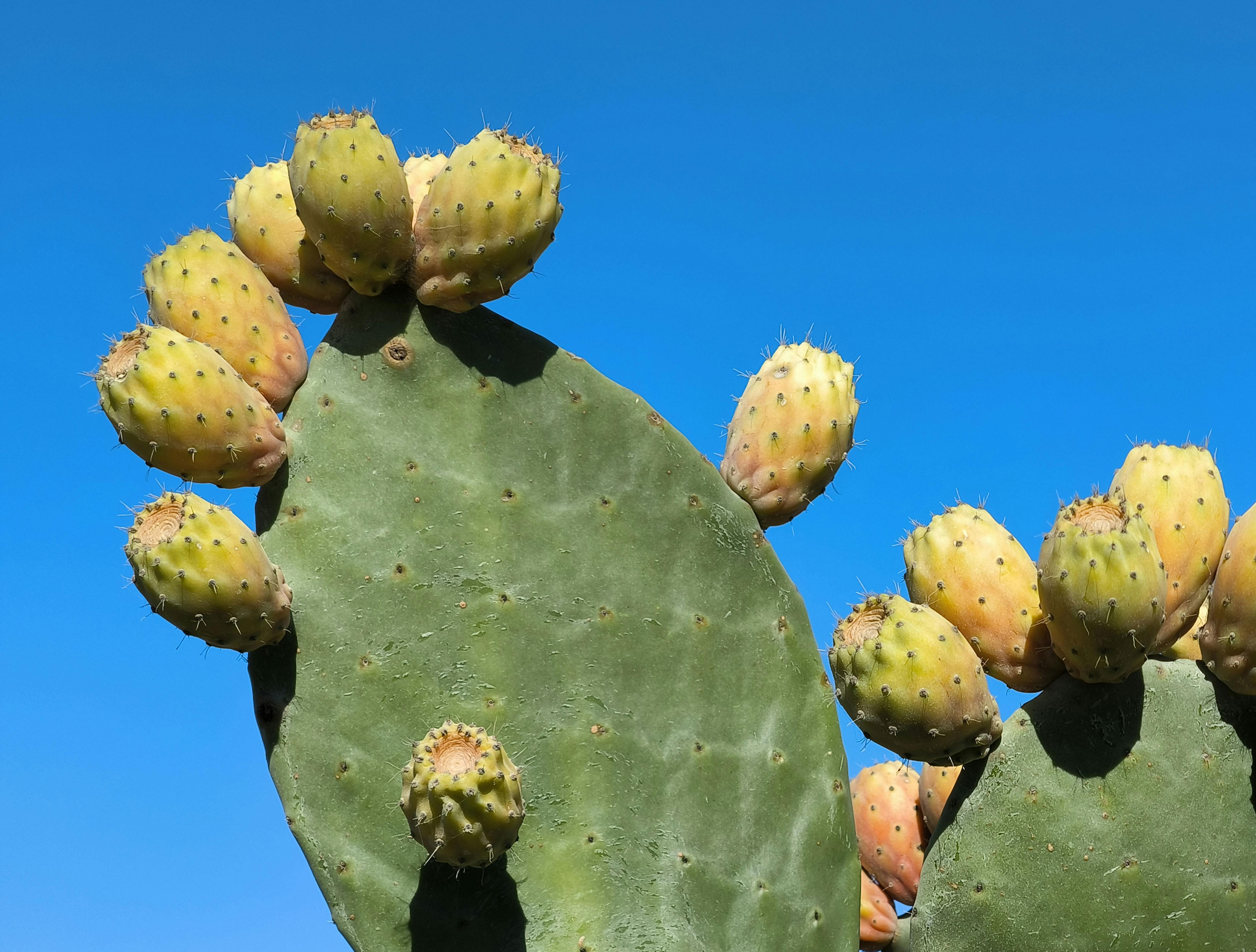 Vegans are ditching snail mucin in favour of this prickly plant for its ...