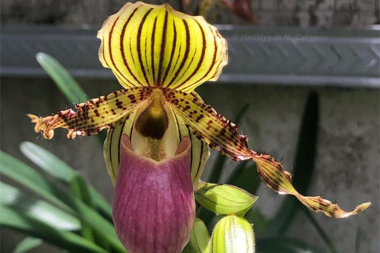 Kebun Raya Bogor Punya Koleksi Anggrek Anyar Hibrida Papua dan Sumatra