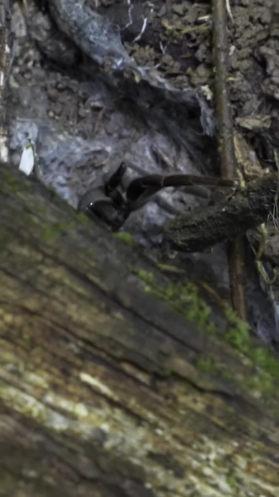 The largest spider in Australia