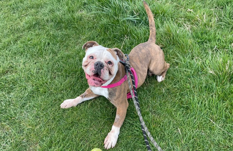 All 17 of these lovable North East pets are looking for a forever home