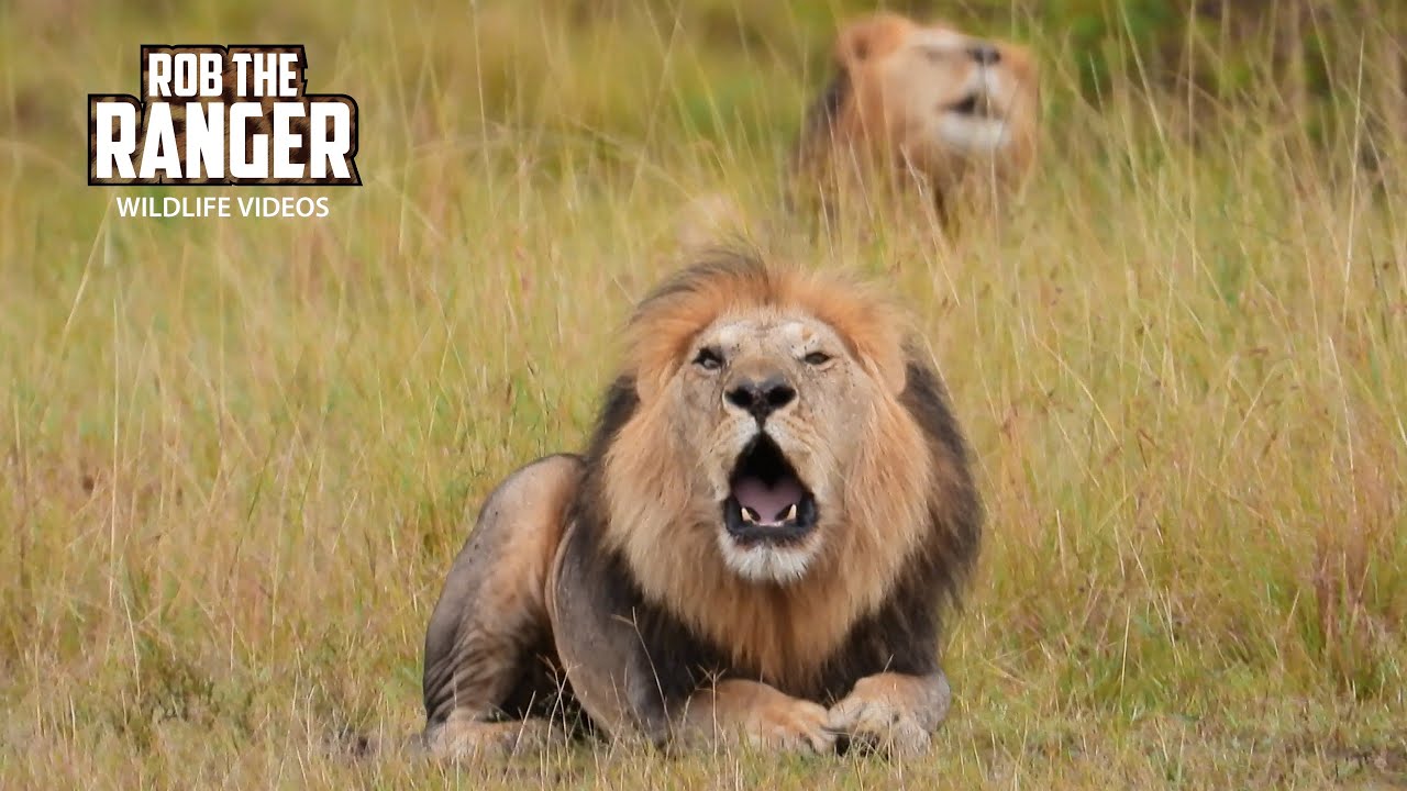 Unbelievable Lion Sighting—Listen to That Roar!