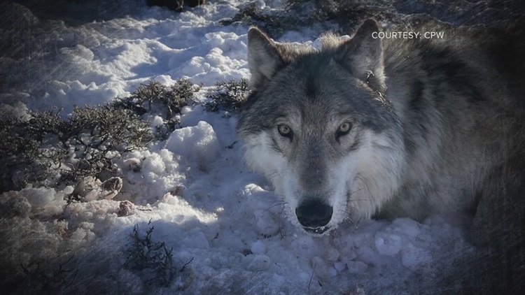 Colorado wolf's death linked to vehicle collision