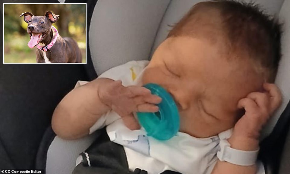 One-week-old baby is mauled to death by family dog