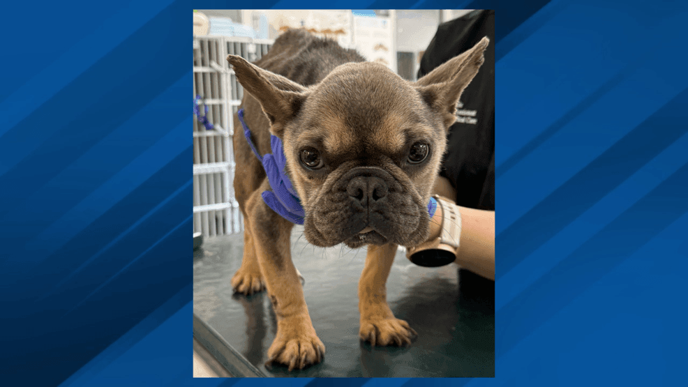 French bulldog found malnourished and abandoned, suspect faces animal ...