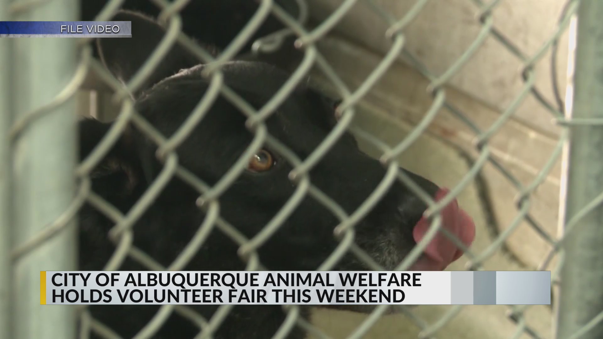Albuquerque's Animal Welfare Department hosting volunteer fair