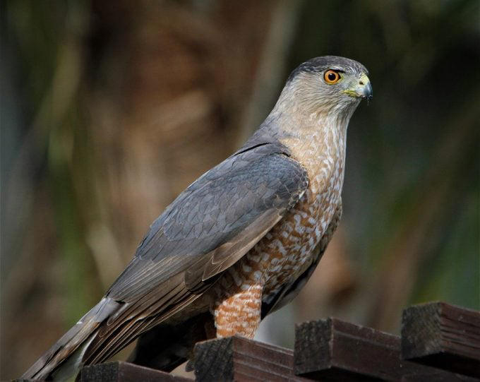 How to identify a Cooper’s hawk