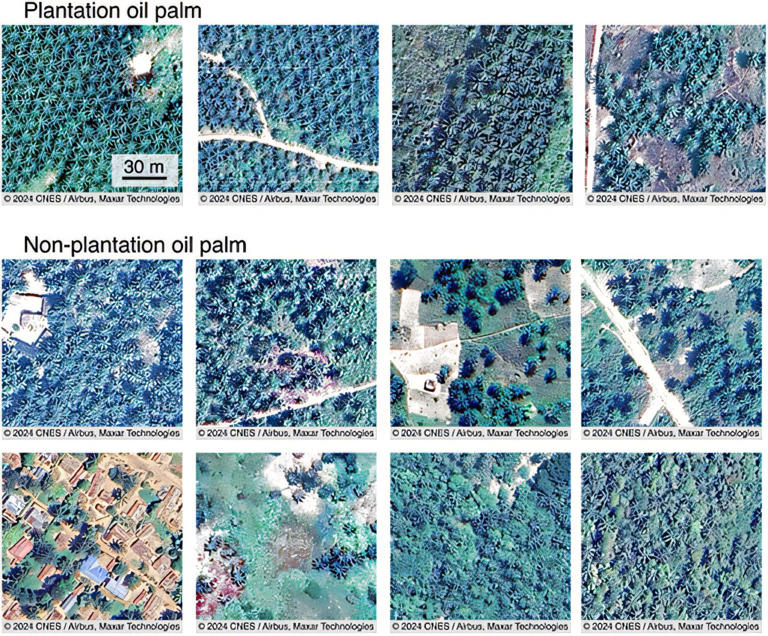 Satellite study reveals 6.5 million hectares of 'hidden' oil palm ...