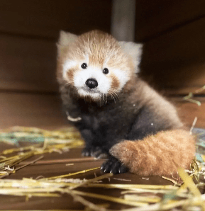 ‘Fluffy surprise!’: Red panda born at Cleveland Metroparks Zoo has a name