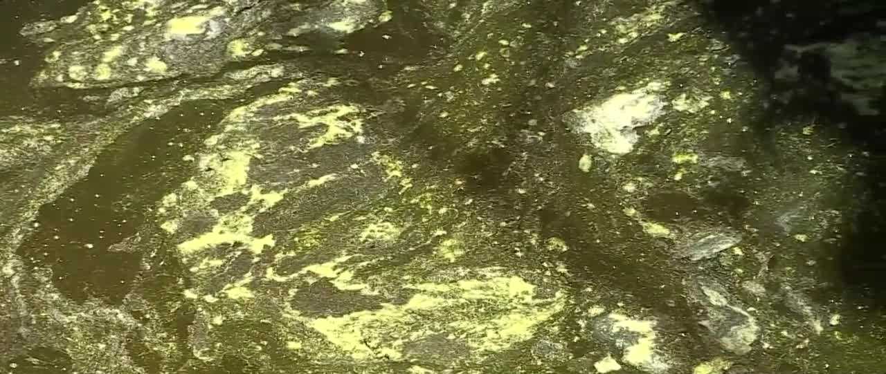 Florida Department of Health issues Blue-Green algae alert for Lake ...