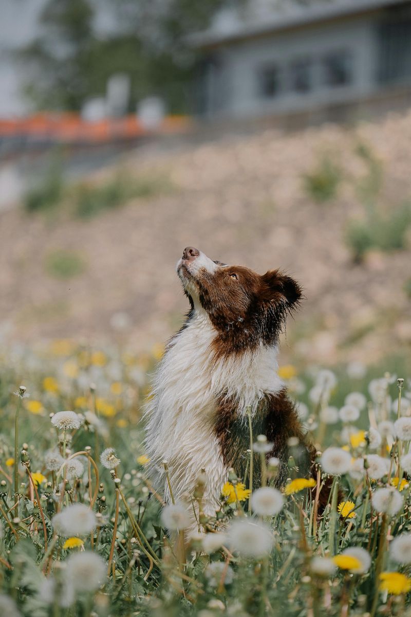 The Quirky Personality Traits Of 12 Popular Dog Breeds