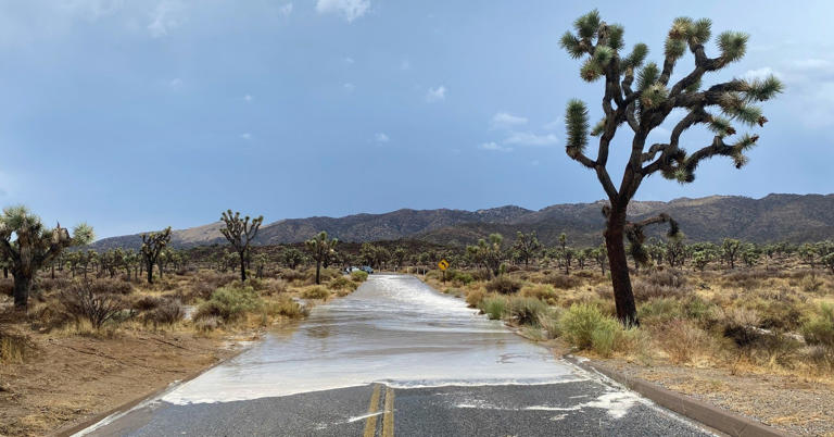 Flooding washes out popular trail at Joshua Tree National Park