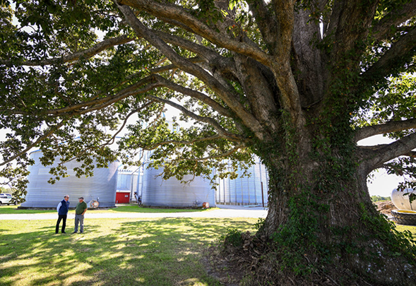 DNR: Jennings County is home to largest swamp chestnut oak tree in the ...