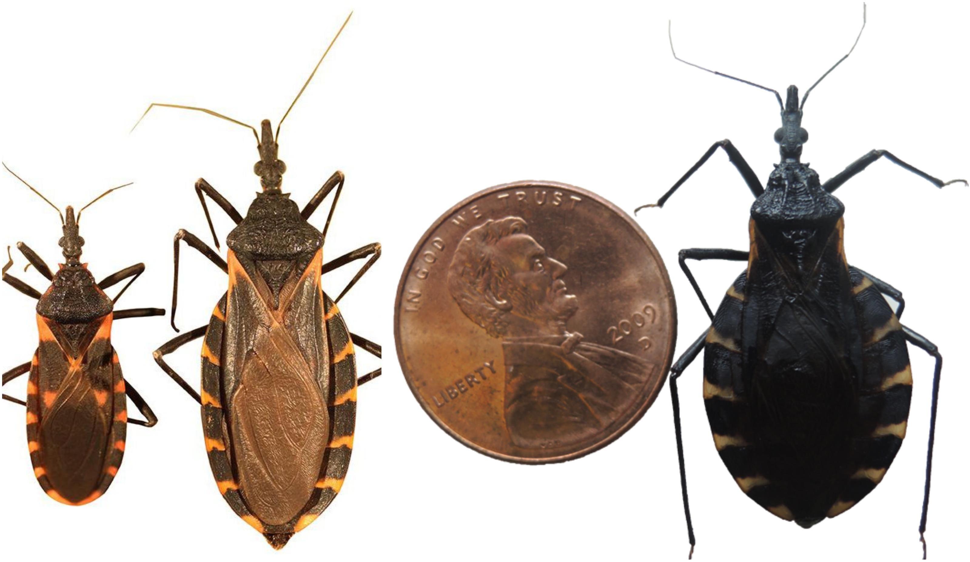 Are There Kissing Bugs in California? All About Kissing Bugs and Chagas ...