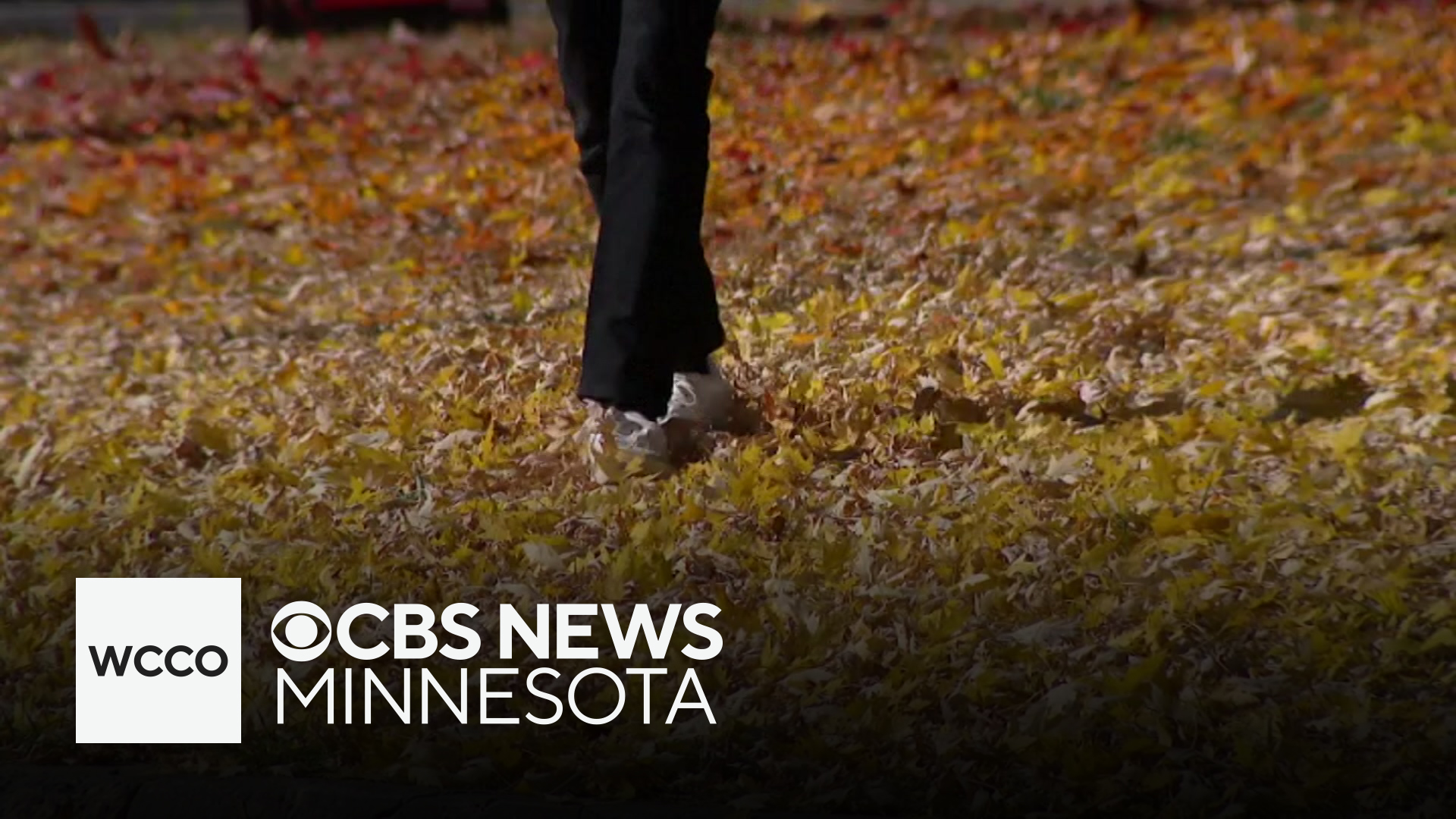 Minnesota DNR predicts vibrant fall foliage