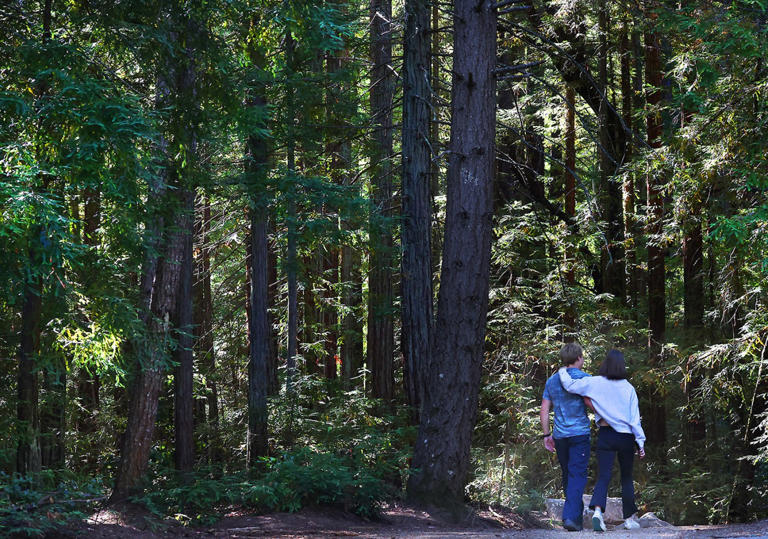Photo | Into the woods at UC Santa Cruz Campus Natural Reserve