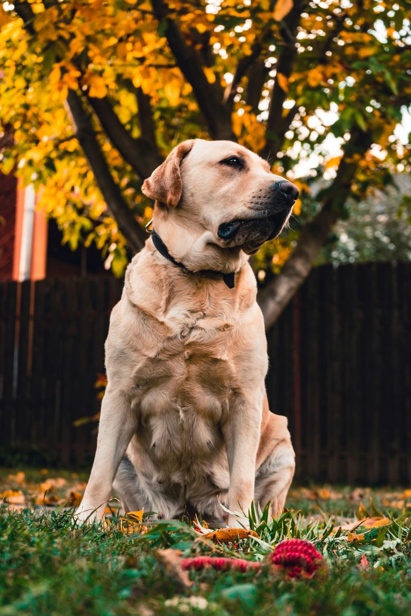 The Quirky Personality Traits Of 12 Popular Dog Breeds