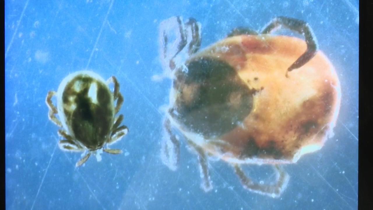 Researcher says spreading invasive tick species makes for 'tickier' year