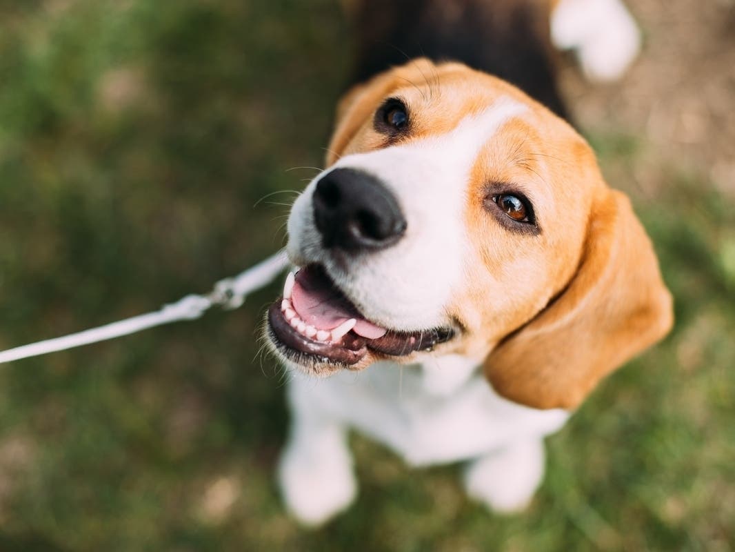OC Woman Who Registered Dog To Vote Was Trying To 'Expose' Flaws In ...