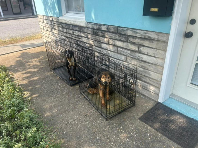 Dogs covered in urine, feces abandoned outside of Colonial Heights shelter