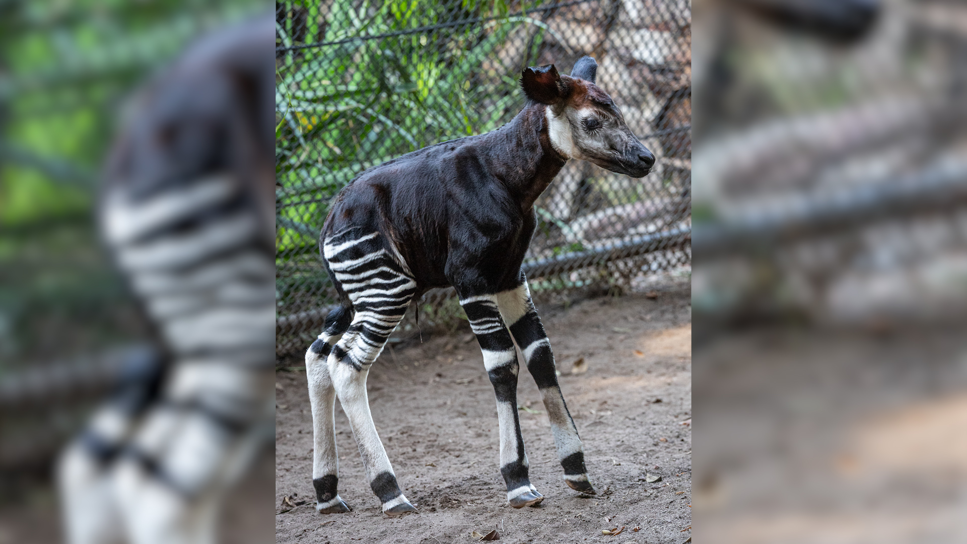 San Diego Zoo celebrates birth of endangered okapi calf