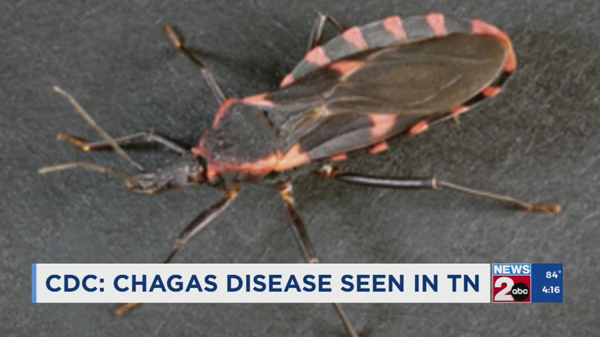 CDC: Chagas disease seen in Tennessee