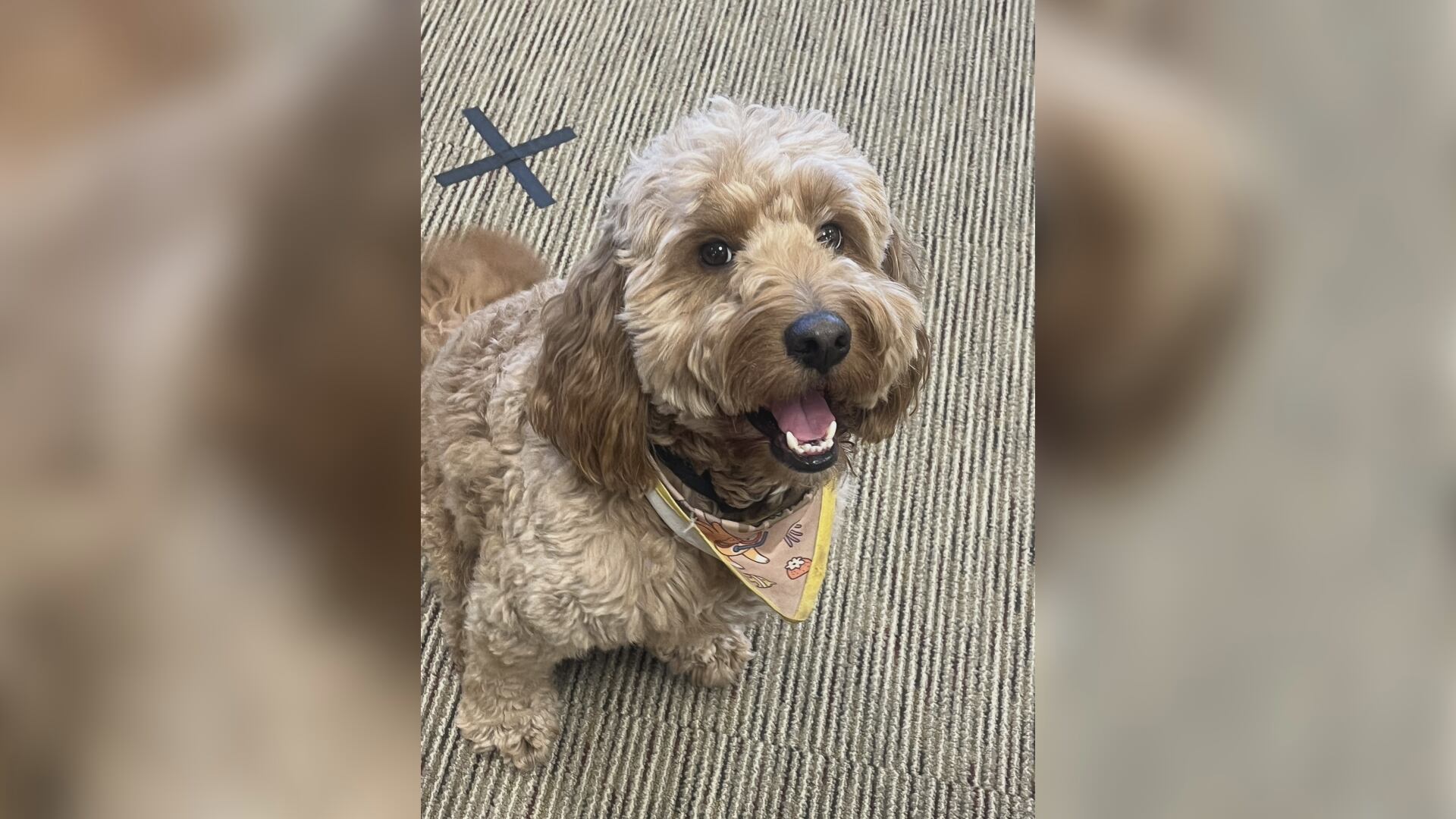 The Midland County Drug Court gets an unusual new employee