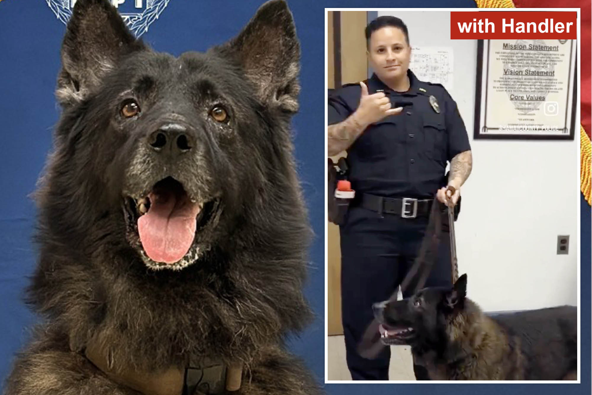 ‘Handsome’ Hawaiian police dog dies after being left in hot car by handler