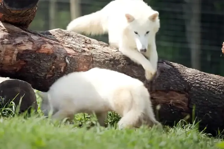 Lobos gigantes extintos superavam em tamanho os lobos-cinzentos atuais ...
