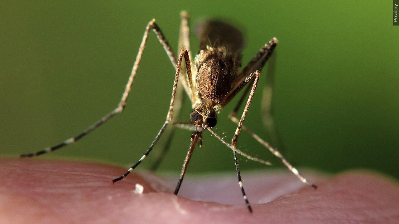 Maine CDC reports first human EEE case of year; virus contracted in state