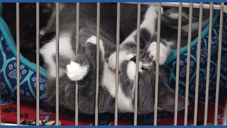 Ohio could become 6th state to ban cat declawing