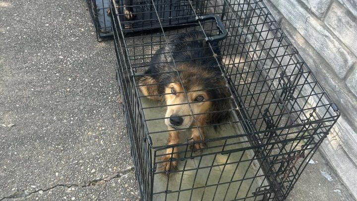 Dogs covered in urine, feces abandoned outside of Colonial Heights shelter