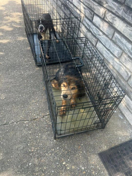 Dogs covered in urine, feces abandoned outside of Colonial Heights shelter