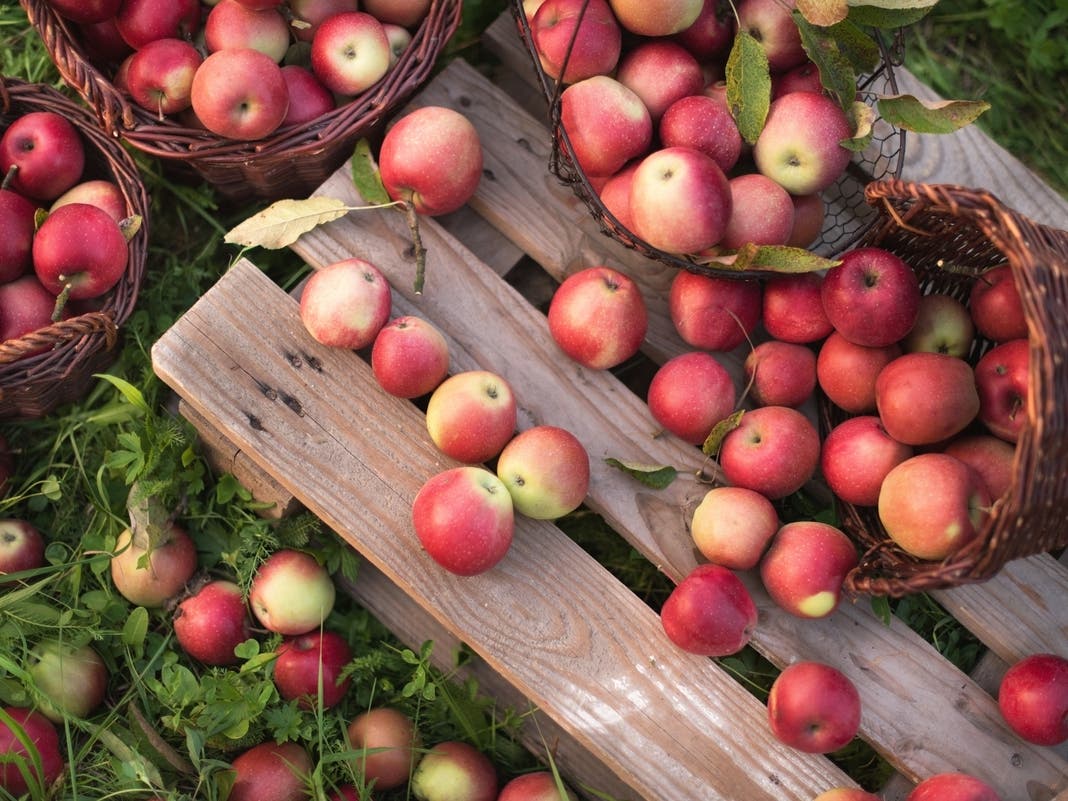 Where To Pick Apples Around Bel Air: 2025 Guide