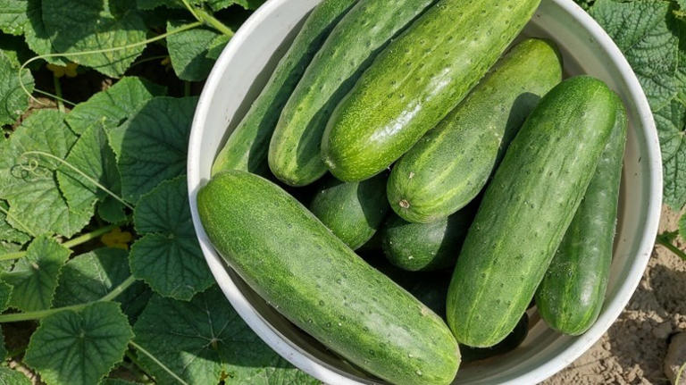 The Fast-Growing Cucumber Variety You Should Plant For A Tasty Harvest ...