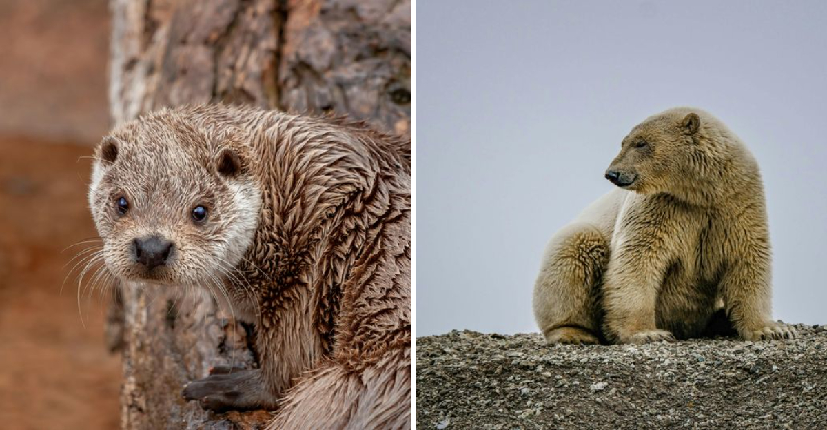 13 Of The Toughest Animals In Canada