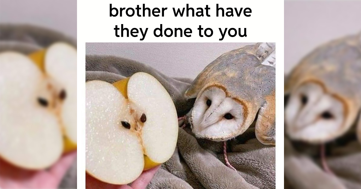 30 Wild Animal Memes Because Nature’s Funny Like That