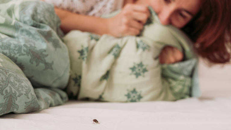 Say Goodbye To Stink Bugs - Here's The Best Way To Get Rid Of Them ...