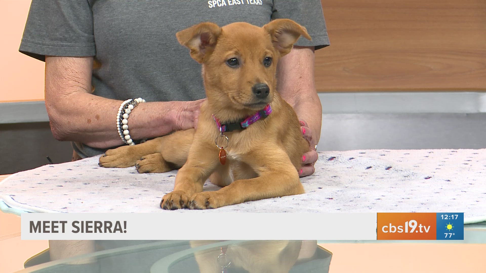 TUESDAY TAILS: Meet Sierra from the SPCA of East Texas